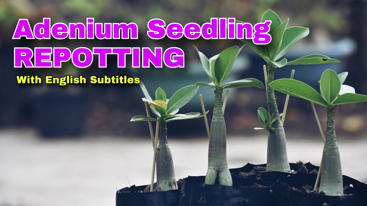 Adenium Seedlings Repotting And Care Black Polybag / Adenium Seedlings ...