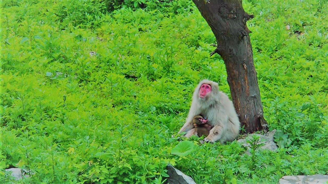 ASMR】BGM of baby monkeys Quiet lactation scene 』 Snow Monkeyな世界＃146 ...