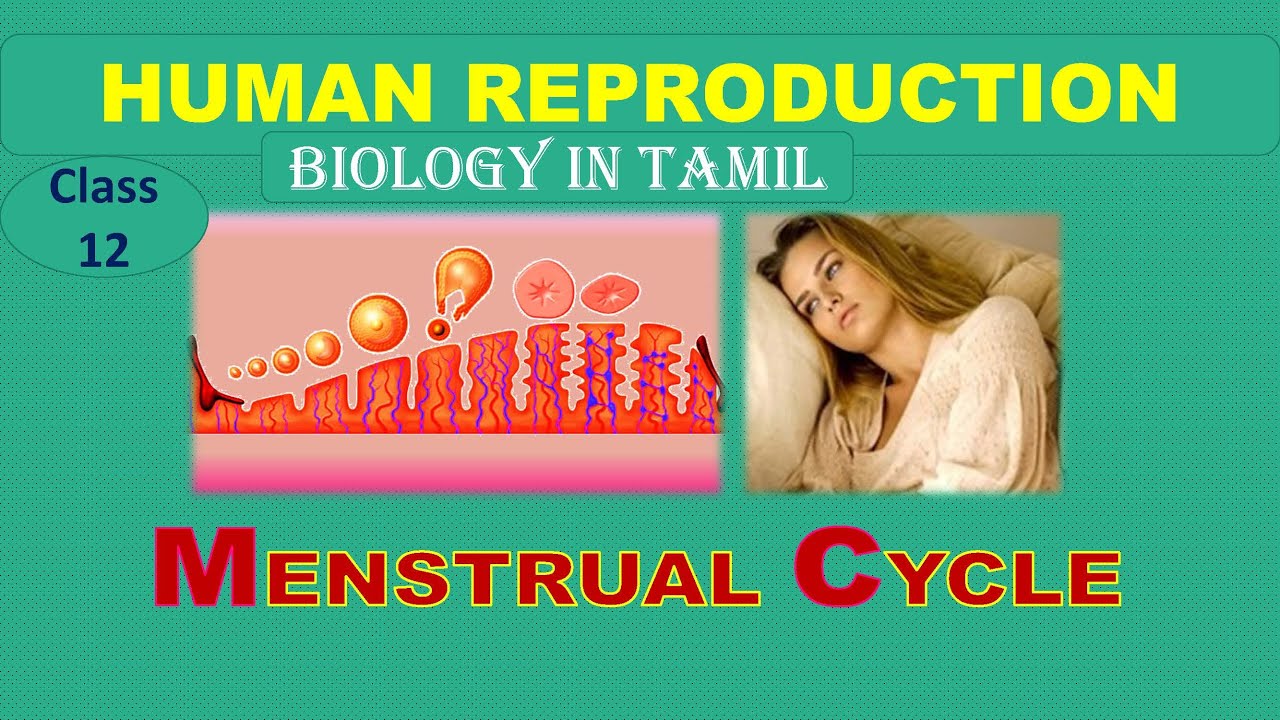 Human Reproduction P-3 | Menstrual Cycle |NCERT Class 12 | Biology Line ...