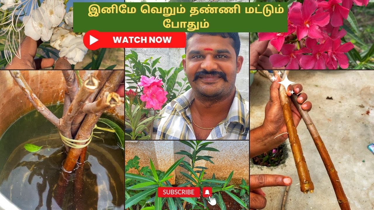 அளரி பூச்செடி நீர்ப்பதியம் போட்டு வளர்ப்பது எப்படி? Alari or Arali ...