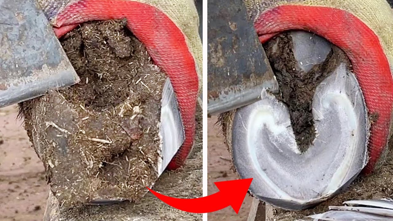 The front hoof of the donkey is crooked, the master has repaired it ...