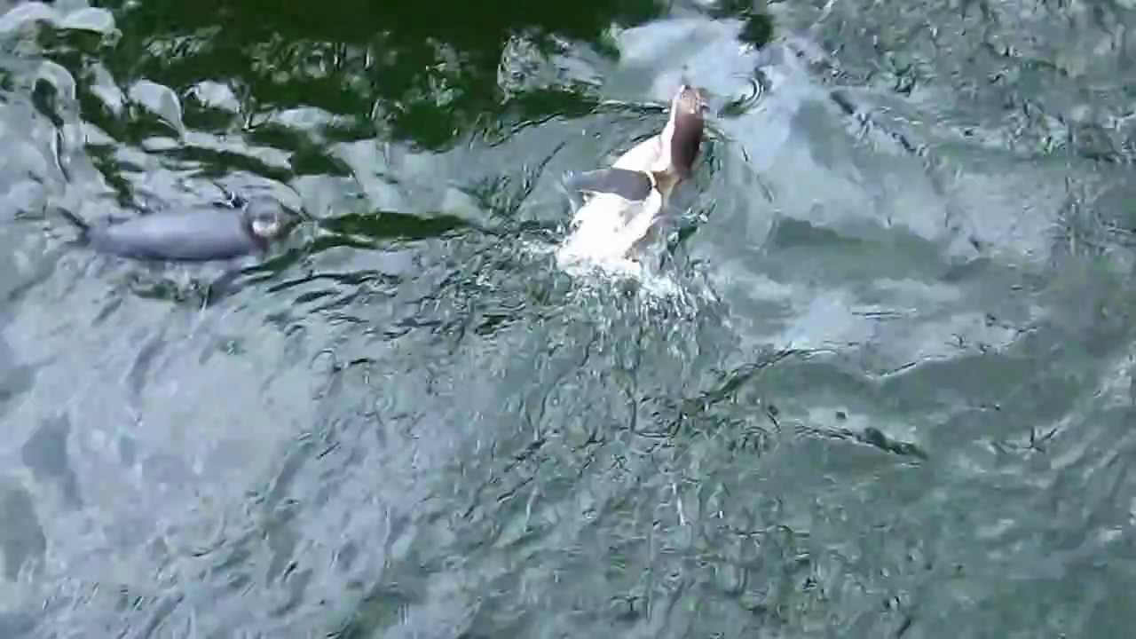 Vicces pingvin - YouTube