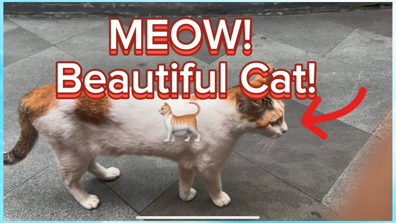 MEOW, Beautiful Cat 🐈 - YouTube