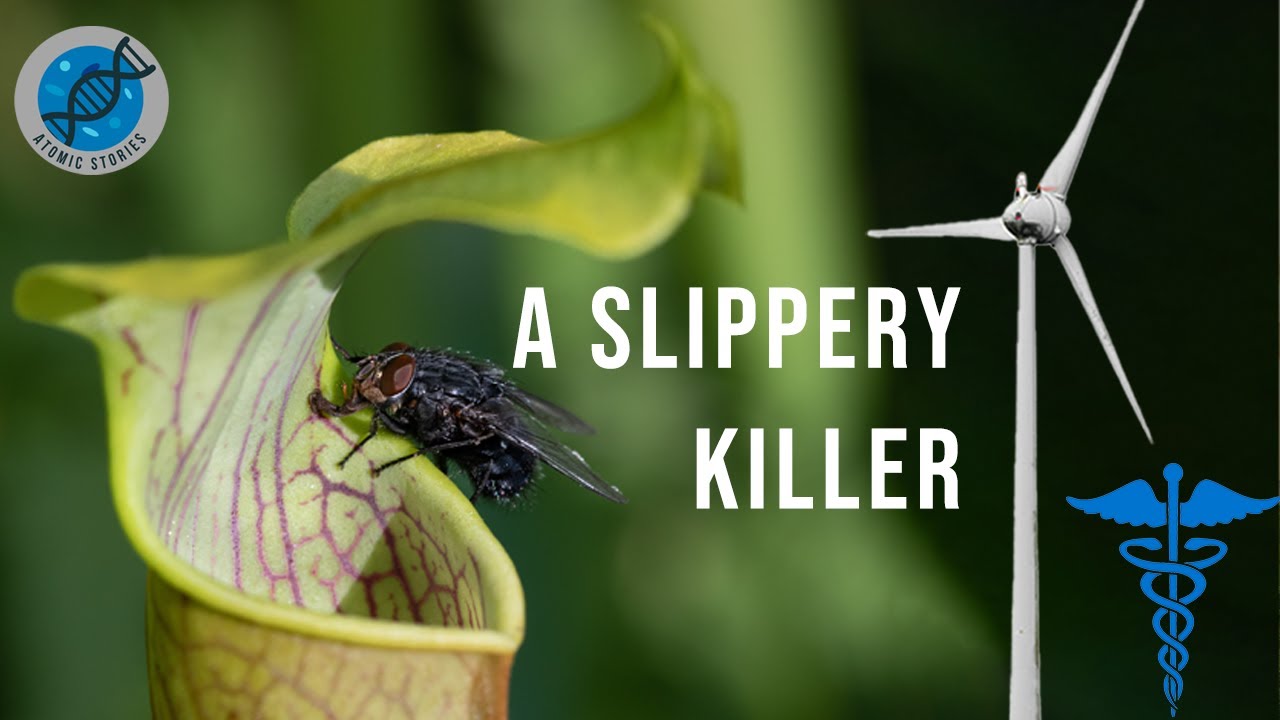 How Pitcher Plants Can Save Lives and Windmills | SLIPS® - YouTube