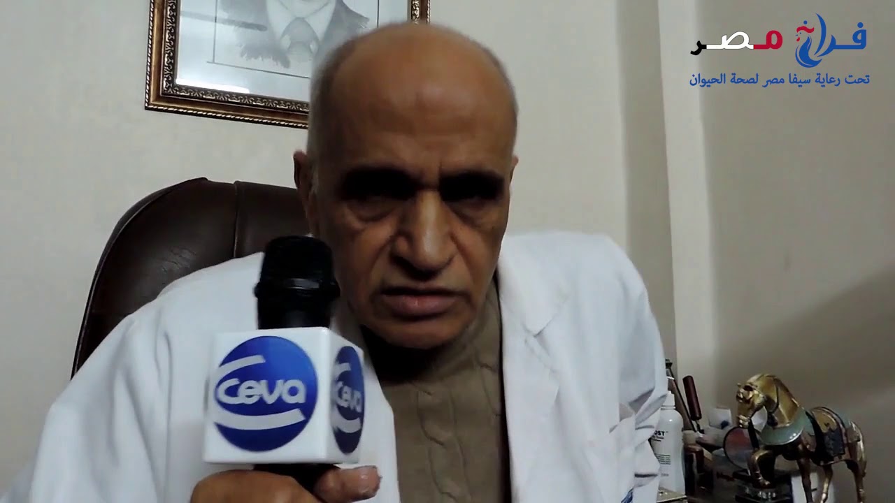 Dr. Mohamed El Azawy in Egypt Chicks Program - د. محمد العزاوي في ...