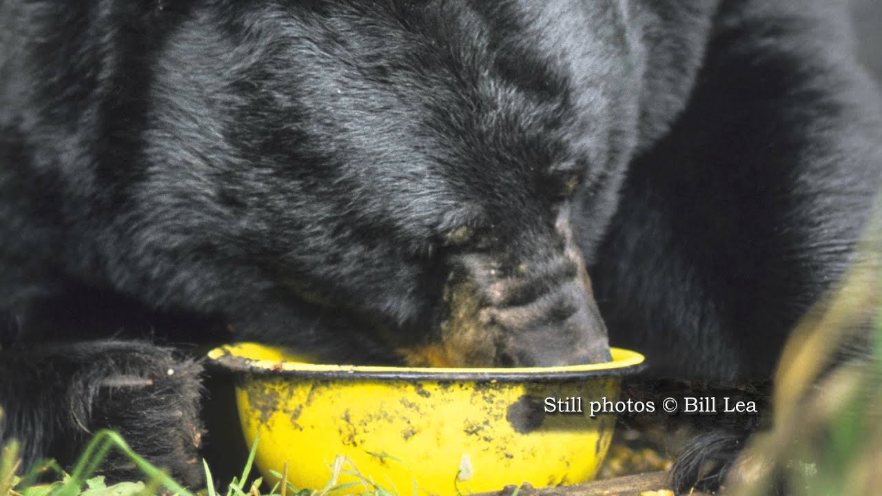 Keep Our Beloved Black Bears Safe - PSA 1 - YouTube