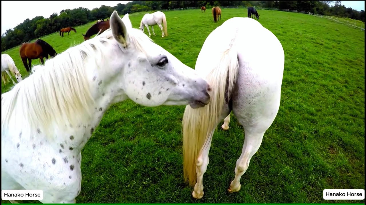 Horse mating behind the scene at the stable 01 - YouTube