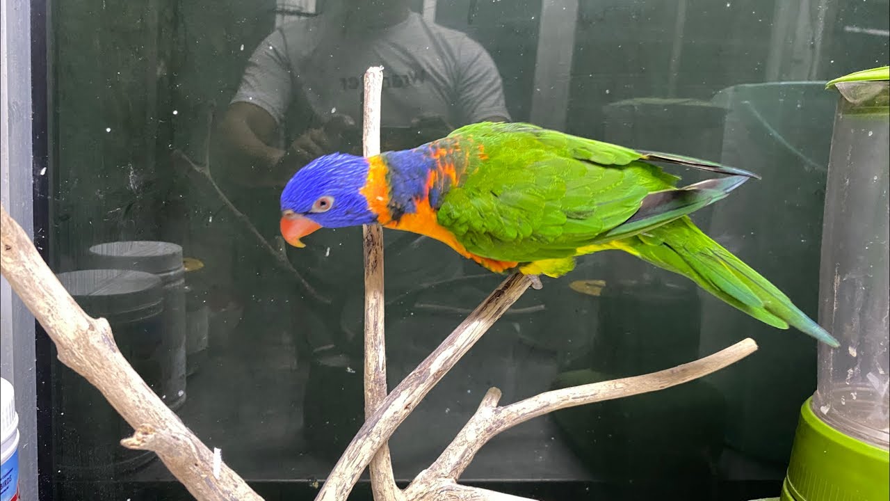 Breeding Birds, Penangkaran Burung Paruh Bengkok - YouTube