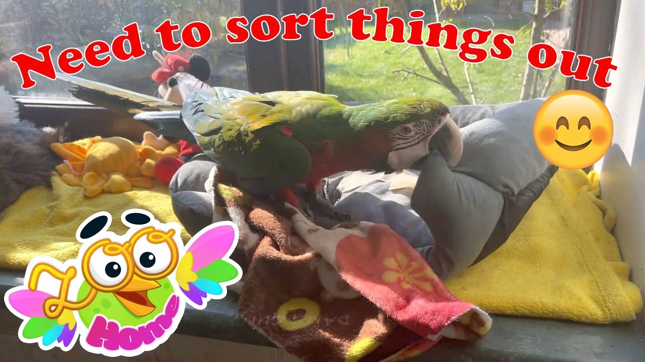 The cats just wanted to rest, but then Archie the Parrot came.Video ...