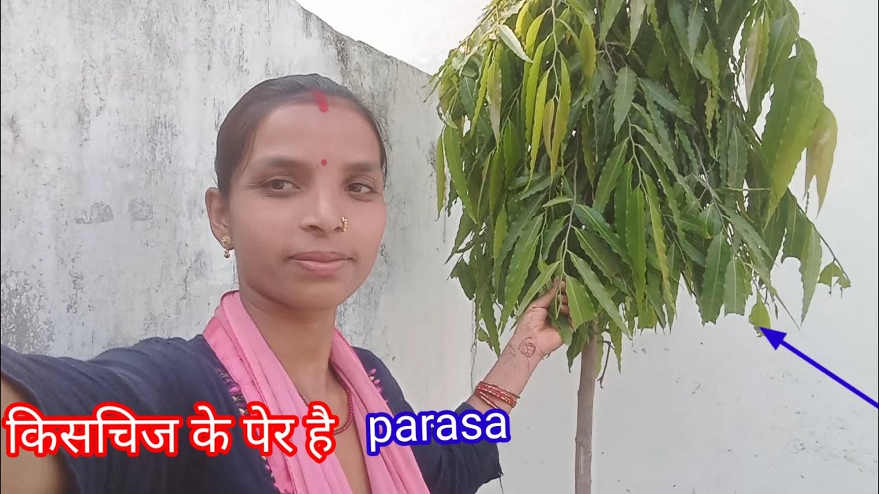 Kismis ka tree 🌲 , village mei resin yani kismis ka ped , village vlog ...