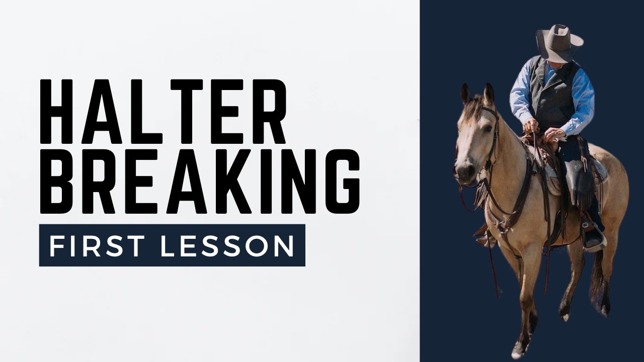 Halter Breaking Lesson | Step-by-Step Training - YouTube