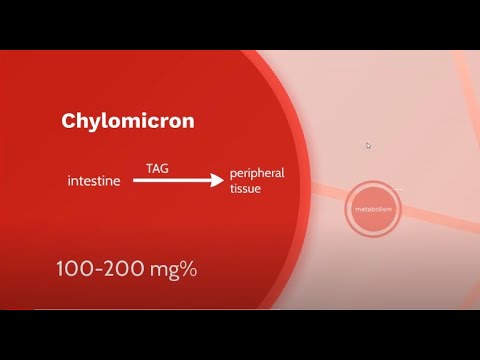 Lipoprotein • Chylomicron metabolism || Biochemistry - YouTube