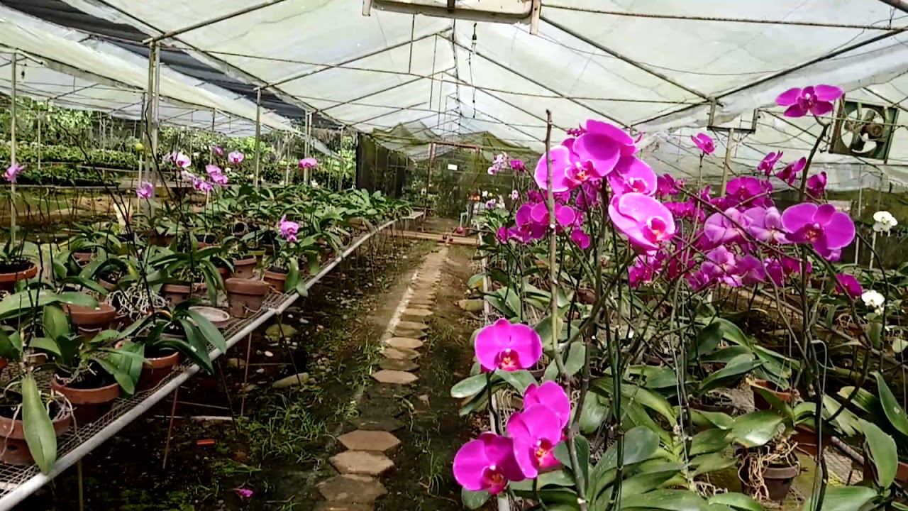 Sul Orchids Farm Davao-Nov 2018 - YouTube
