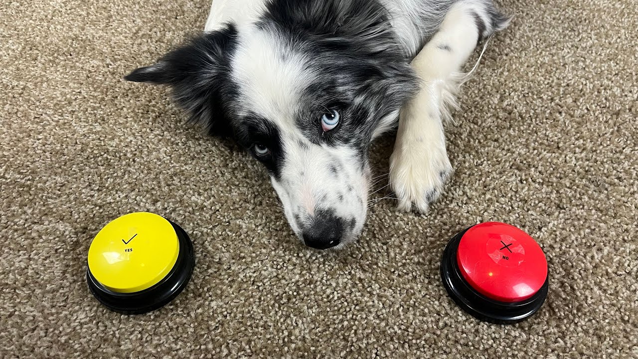 Asking My Dog Yes or No Questions - YouTube