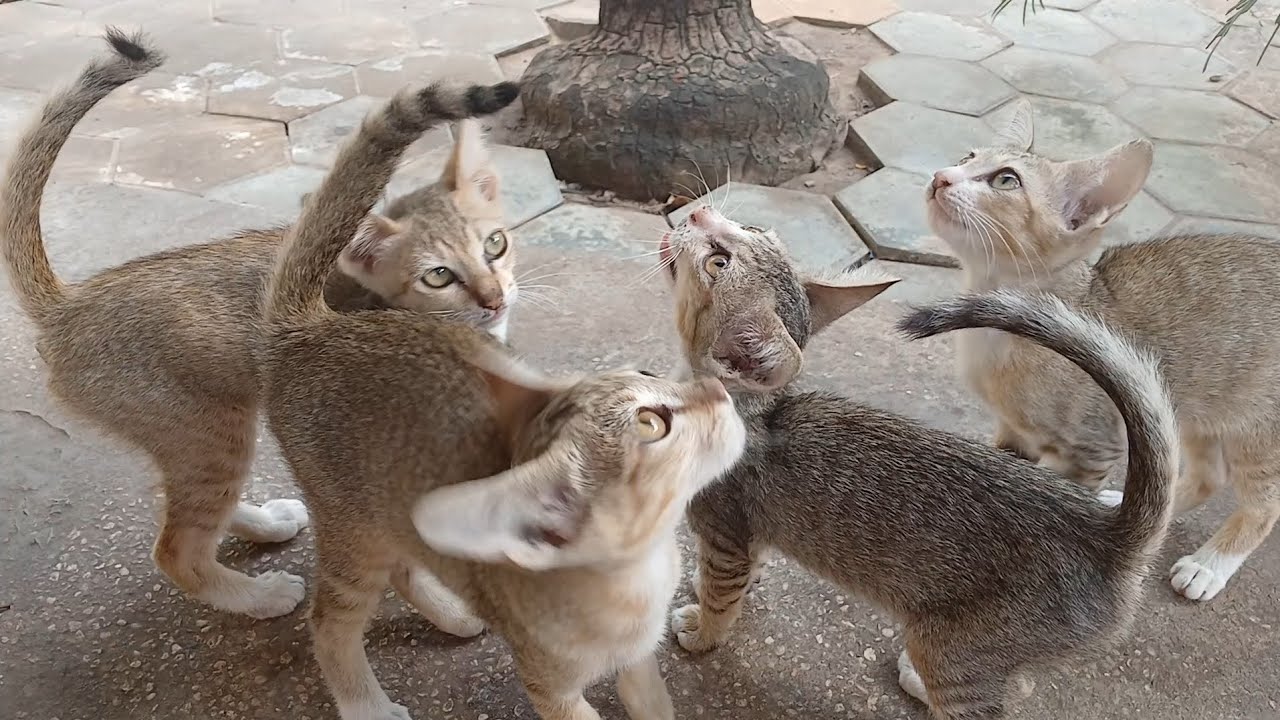 The hungry cat screamed loudly | BOBO Official - YouTube