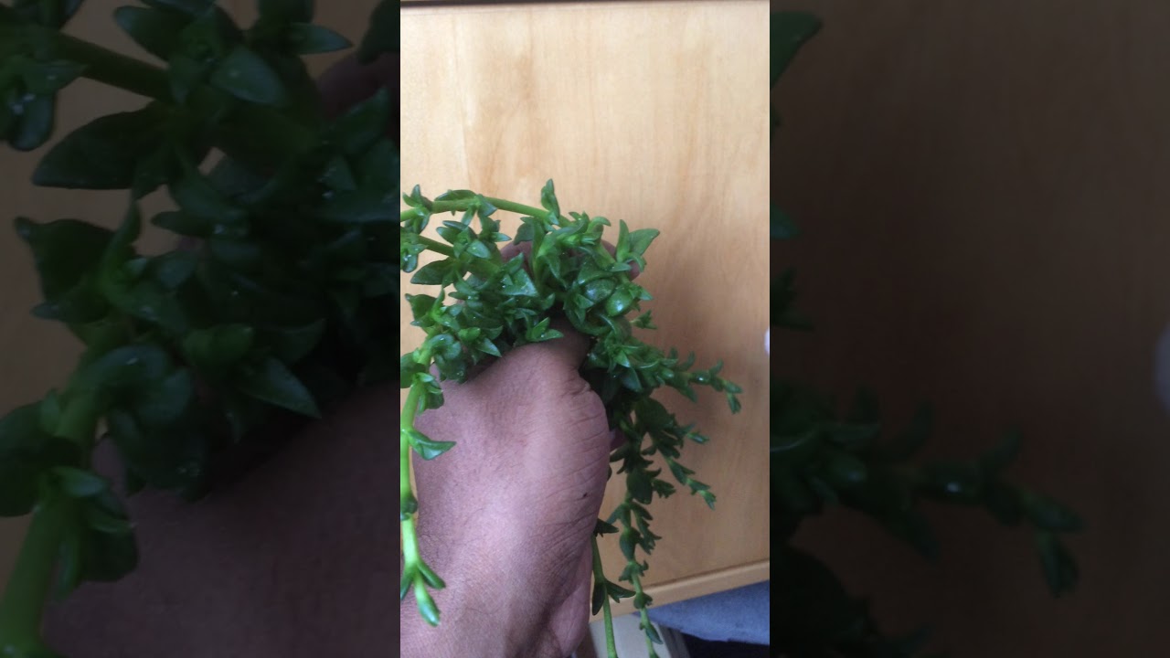 Kanna sceletium tortuosum - YouTube