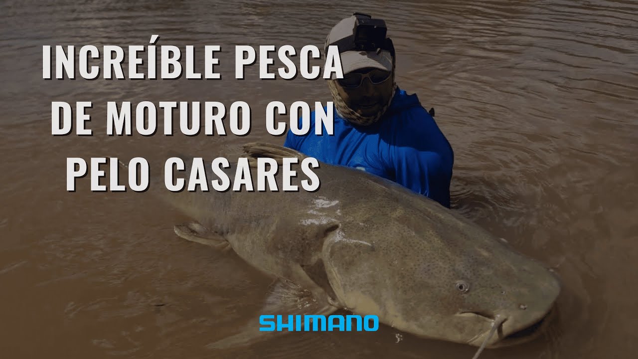 Increíble pesca de Moturo con Pelo Casares | Shimano Fishing 🎣 - YouTube