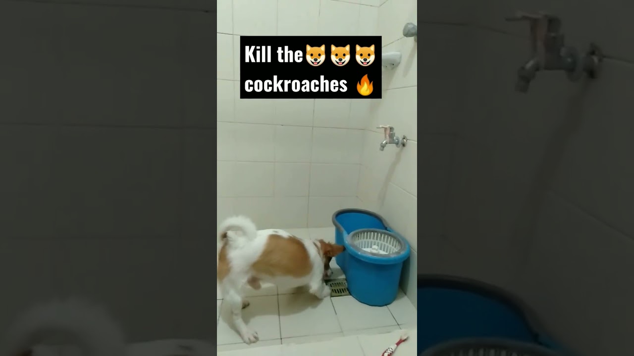 KILL THE COCKROACHES 🐶@Gucci Mane @BigGucci Sosa @GUCCI #trending #fyp ...