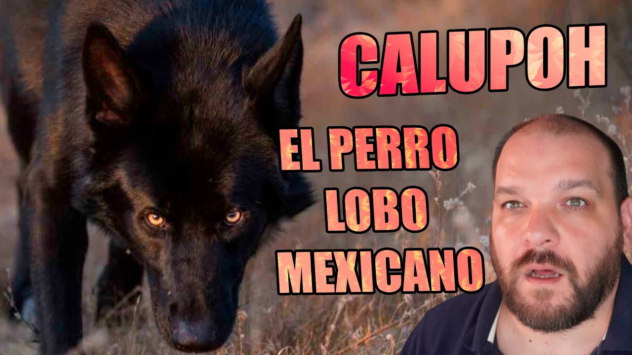 CALUPOH, EL PERRO LOBO MEXICANO Y SU EVOLUCIÓN EXTRAORDINARIA - YouTube