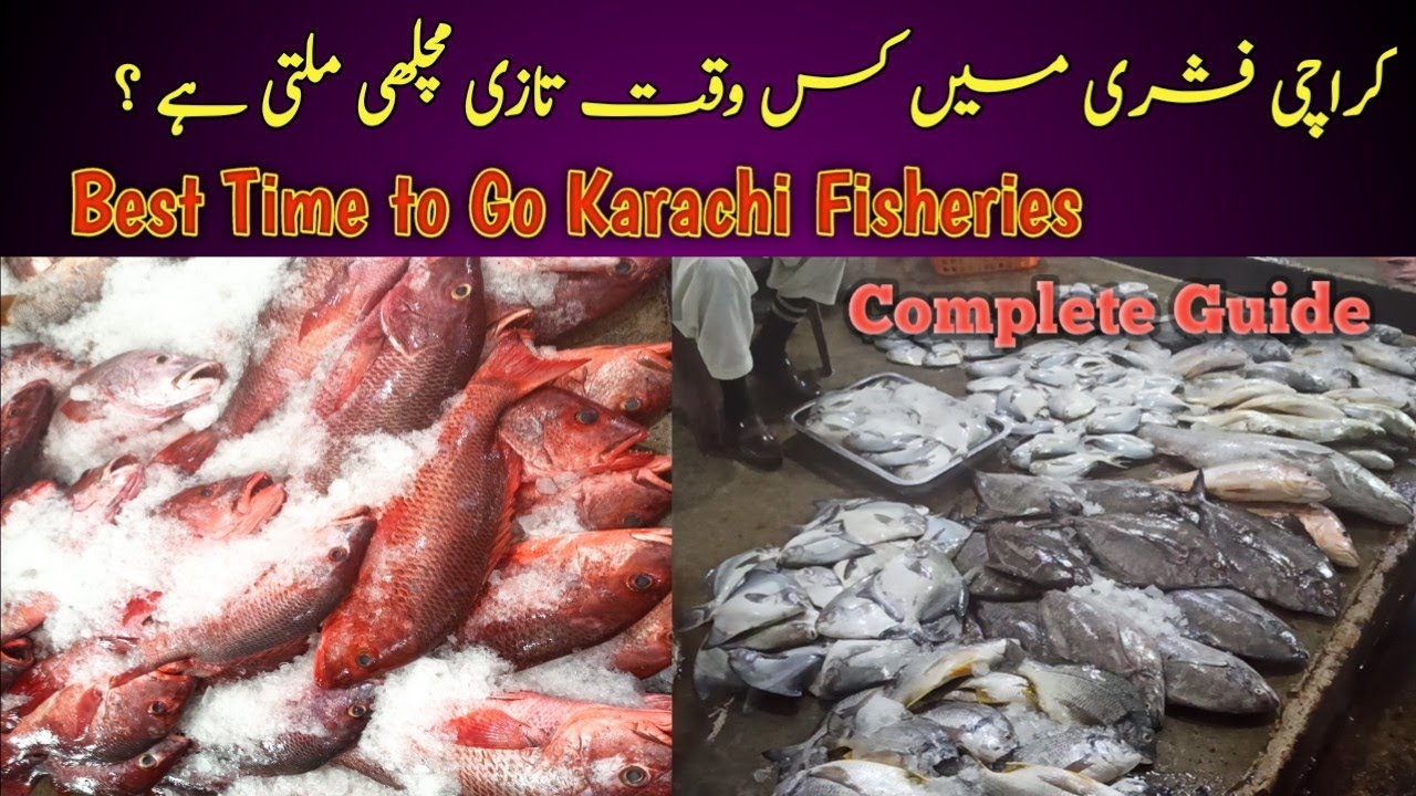Best Time to Go Karachi Fisheries | کراچی فشری کی مکمل معلومات ...