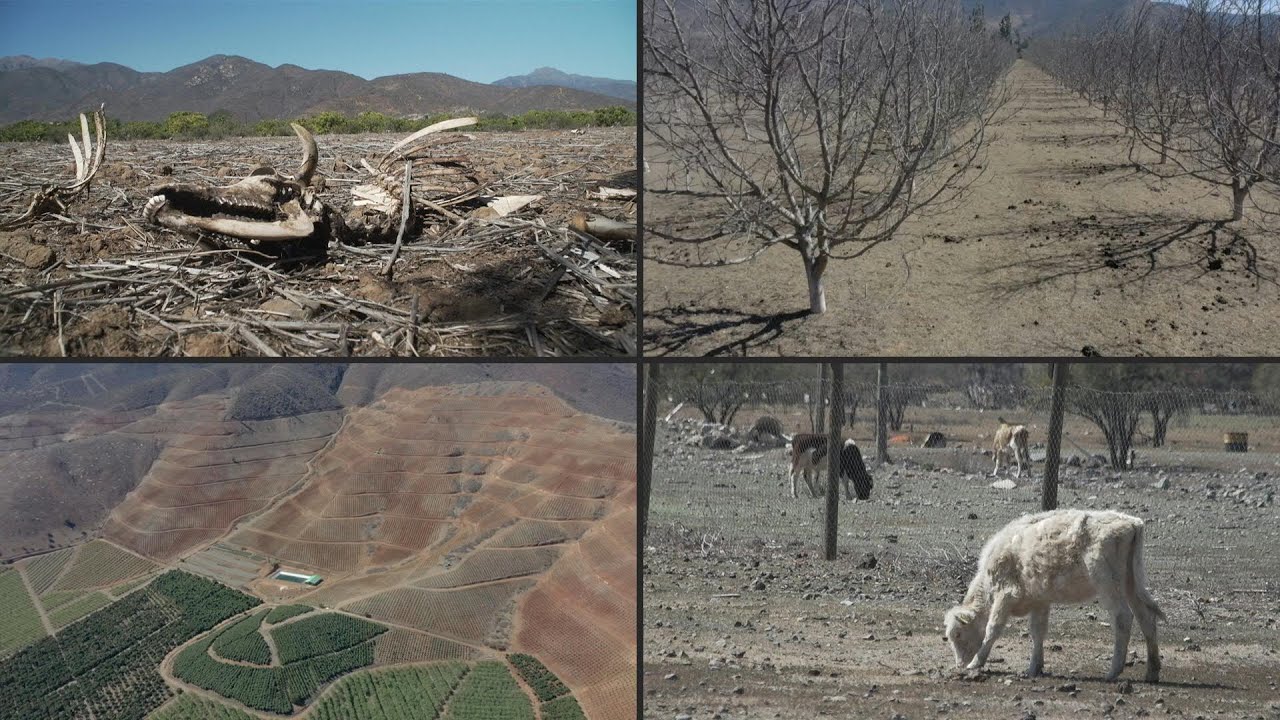 Severe drought hits central Chile hard | AFP - YouTube