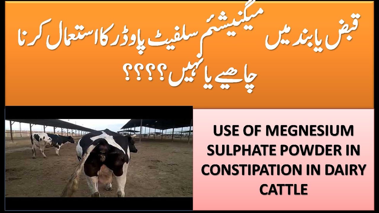 Use of Magnesium sulphate powder in Constipation in Dairy cattle|قبض یا ...