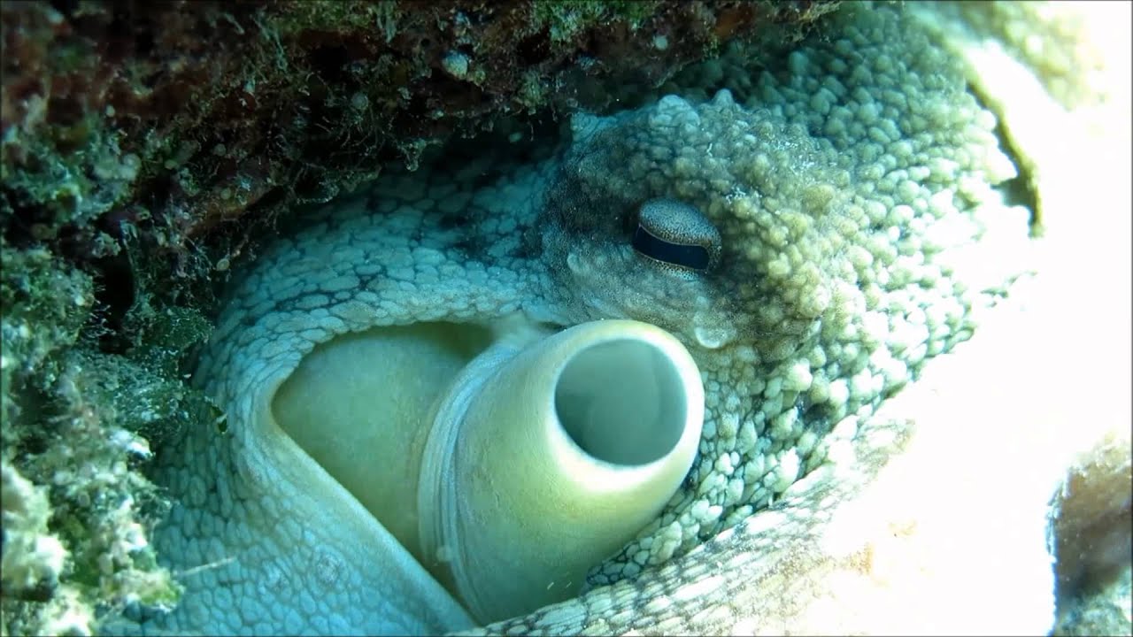 Friendly Octopus YouTube friendly-octopus-youtube