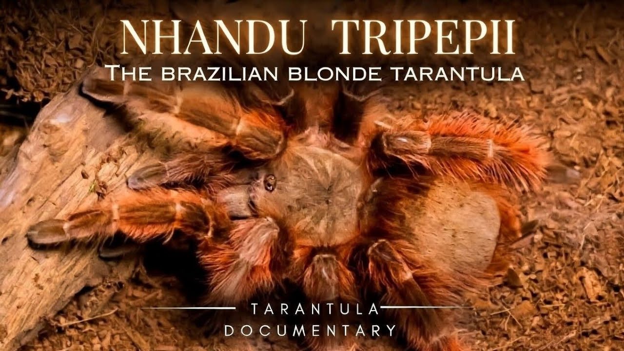 The Brazilian GIANT Blonde Tarantula: Nhandu tripepii - Tarantula ...