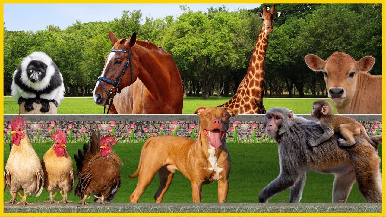 Adorável Som dos Animais da Fazenda: Galinha, Cavalo, Vaca, Macaco ...