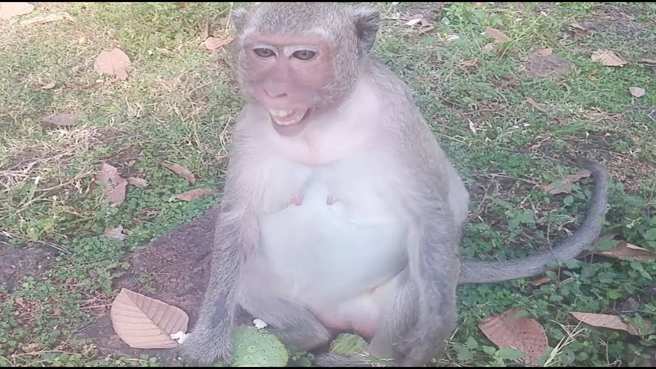 Who Understand About Language That This Monkey Want To Say, Monkeys ...