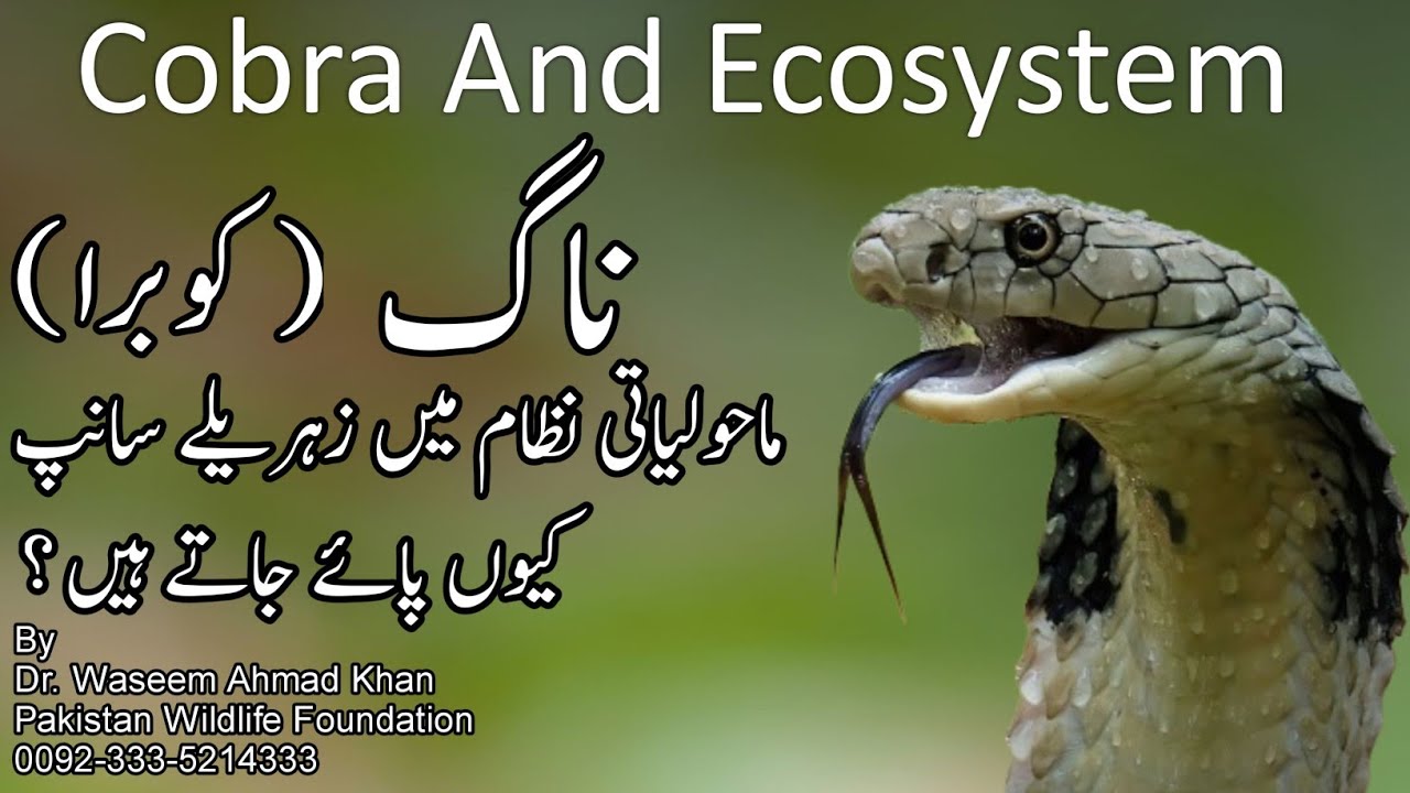 Cobra And Ecosystem | Cobra Aik Zehrila Sanp | Why Venomous Snakes Are ...