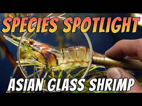 Asian Glass Shrimp - Macrobrachium lanchesteri Prawn Profile & Care Guide