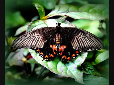 VOLE VOLE JOLI PAPILLON.wmv - YouTube