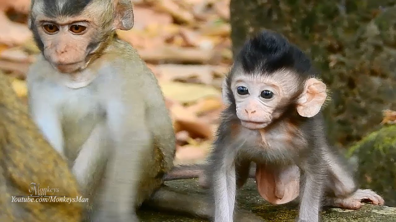 Cute Newborn Baby Monkey, Many Babies Born This Month, Daily Monkeys ...