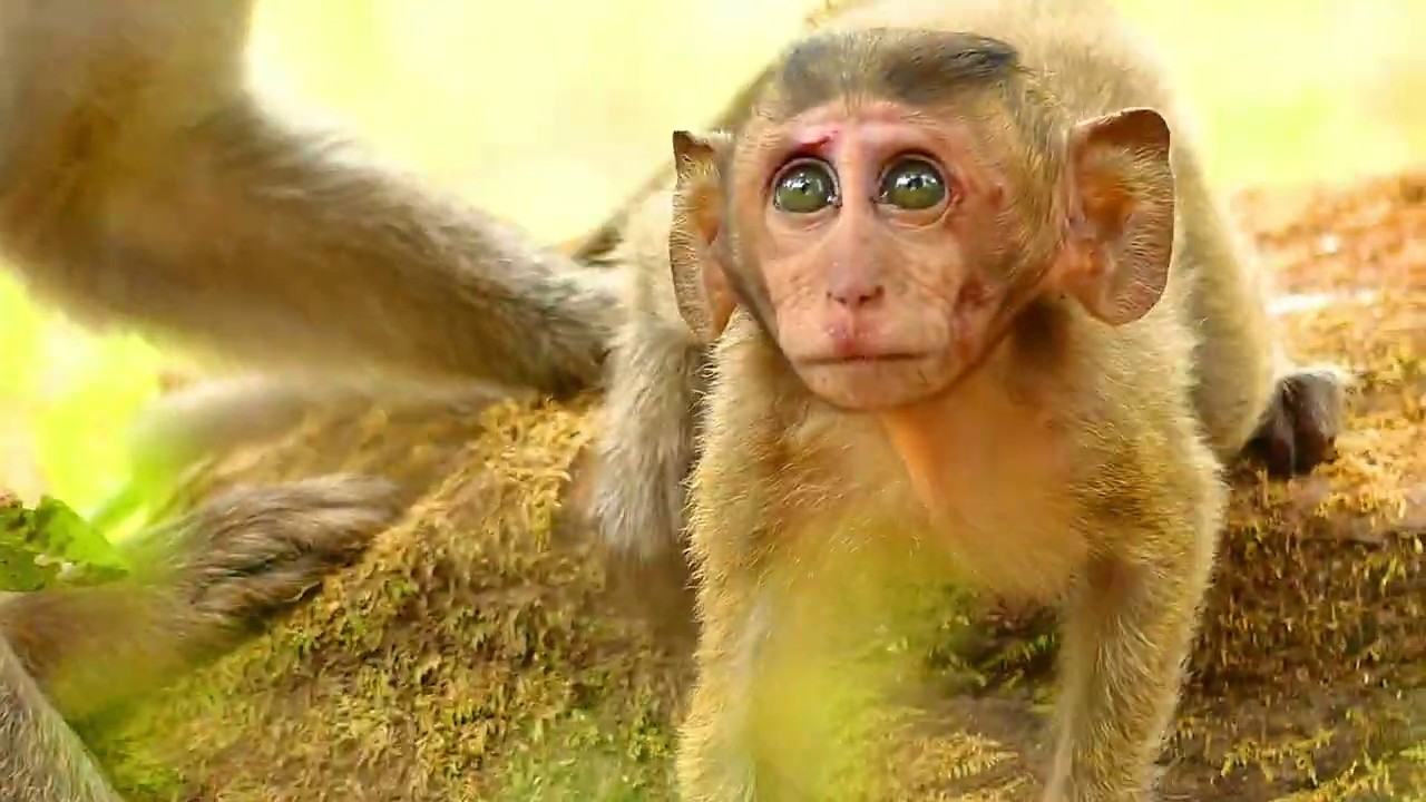 Dakota Baby Monkey Big Injured by Big Monkey | So Hurt Baby Monkey ...