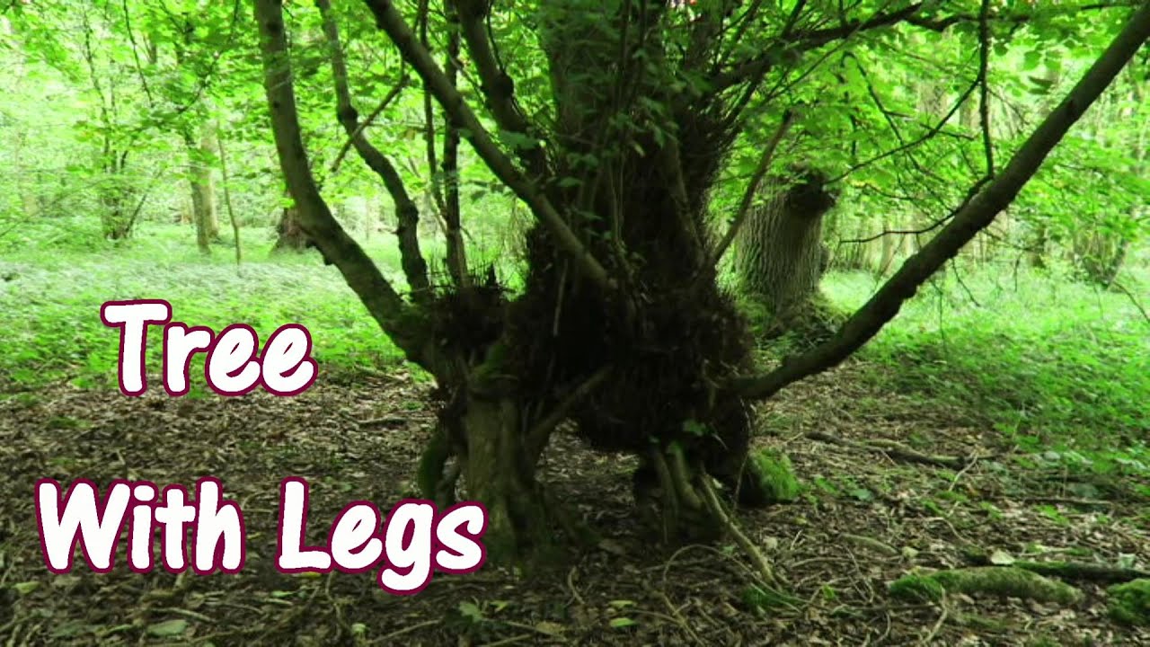 The New Raggity - Elephant Tree on Legs - YouTube