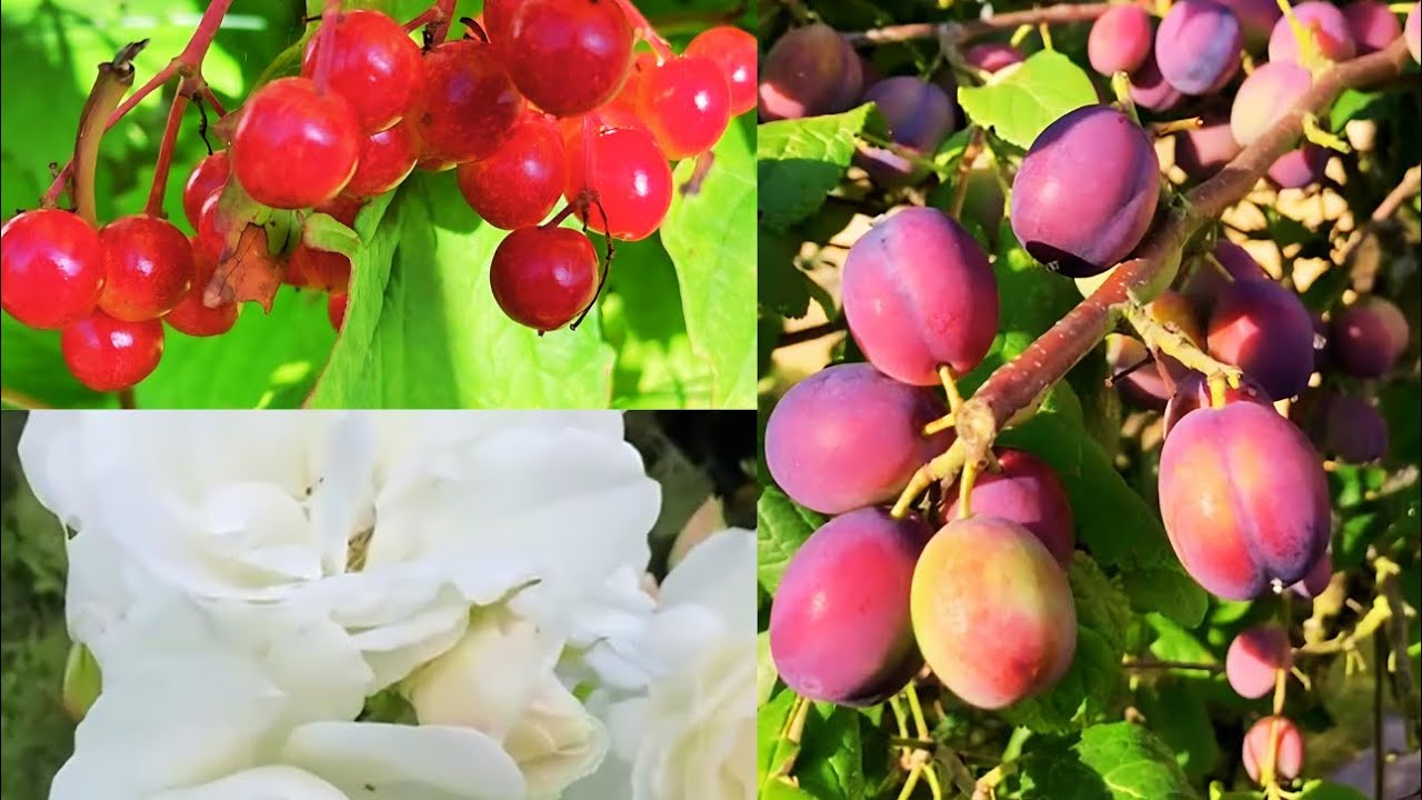 Summer blossoms & Glistening Fruits ,A vibrant seasonal journey 🇬🇧 2024 ...