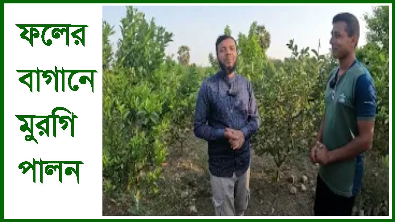 ফলের বাগানে মুরগি পালন করলে কি কি উপকার হয় | Krishi o Krishok | - YouTube