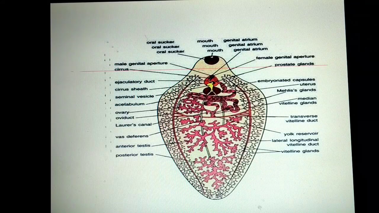 Male Reproductive System of Fasciola hepatica for ug and pg classes ...