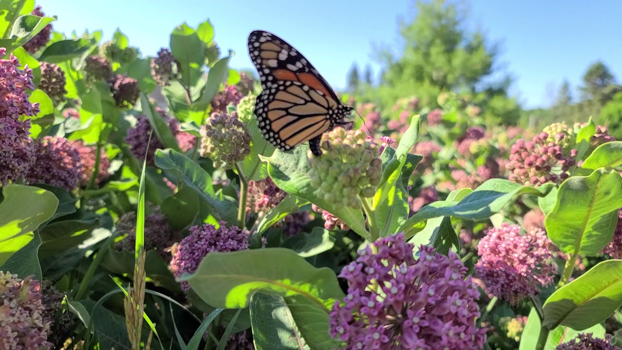 Monarch laying eggs on milkweed - YouTube