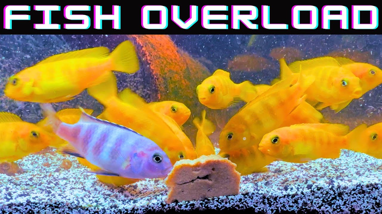 My ULTIMATE Dorm Room FISH BREEDING Setup! - YouTube