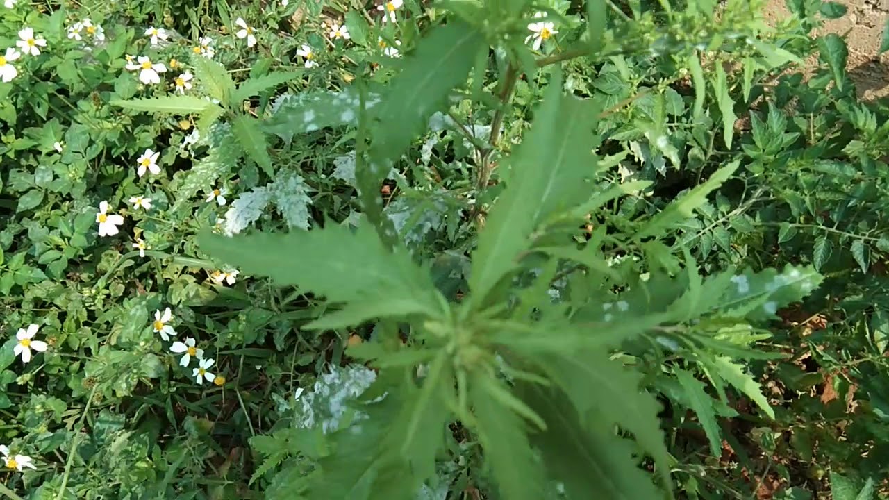 tshuaj ntsuab zoo thaiv dab tsog tsuam - YouTube