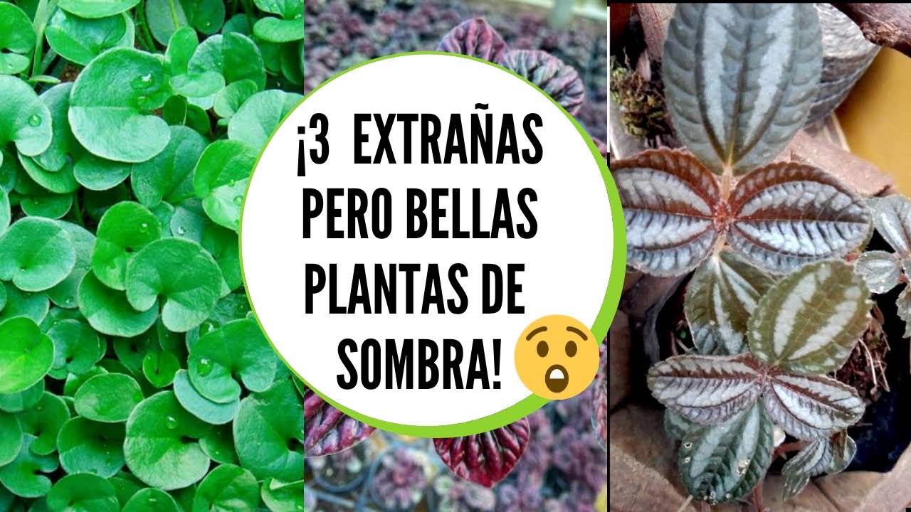 3 Plantas raras de interior / 3 Plantas curiosas y extrañas - YouTube