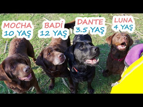 Yüzlerce Labrador Tanıdık: İşte Bilmeniz Gereken Her Şey