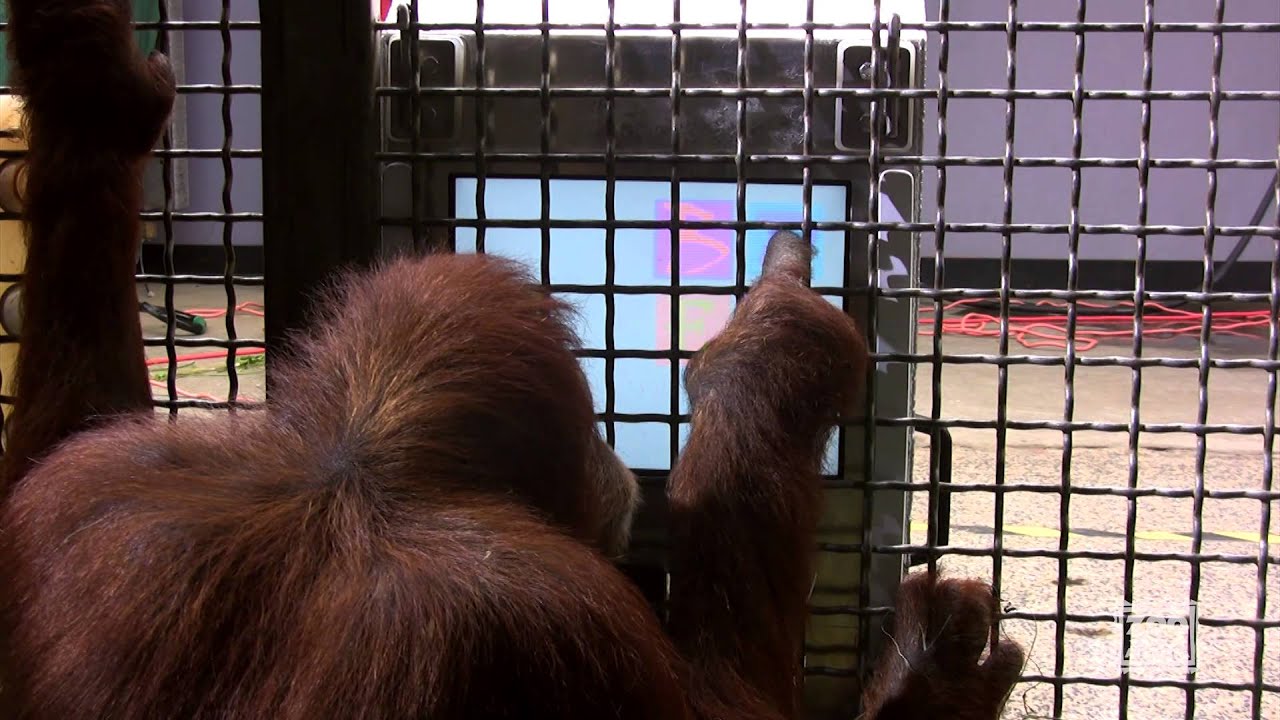 Great Apes Use Touchscreen Computers Behind-the-Scenes at Zoo Atlanta ...