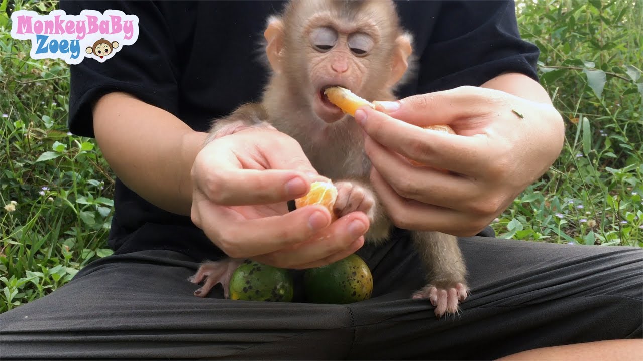 Baby monkey was hungry and Dad picked a tangerine to feed him - YouTube