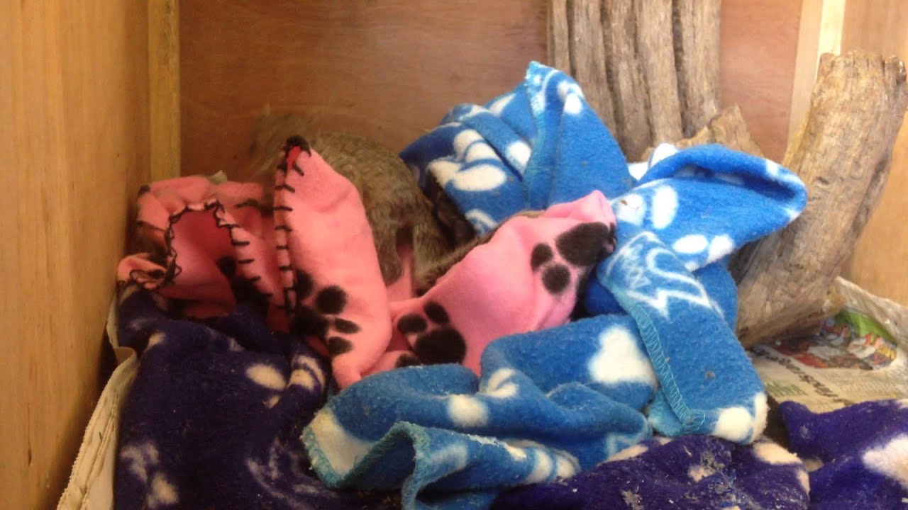 Messy Squirrels - YouTube