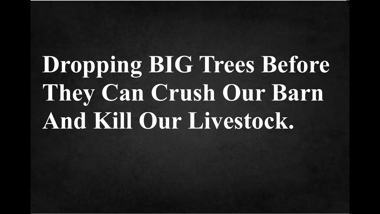 Dropping Big Trees - YouTube