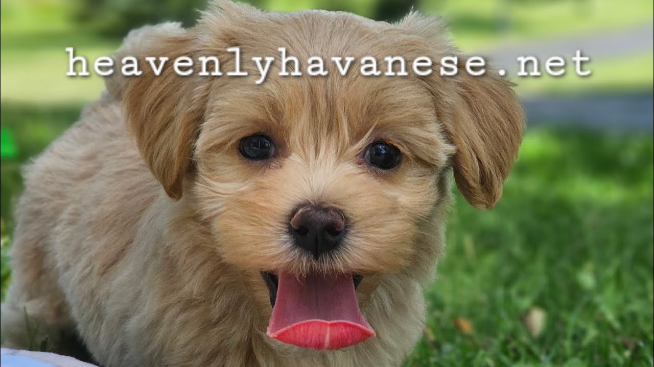 Heavenly Havanese™️ Turbo's Apricot Puppies. Piper and Izzy Play With ...