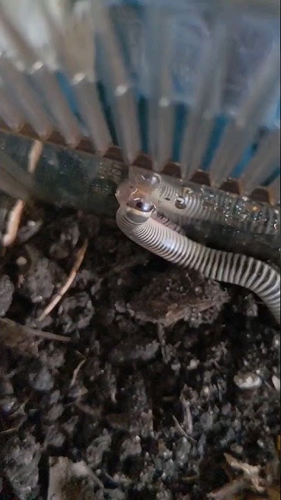 My Ivory Millipede exploring - YouTube